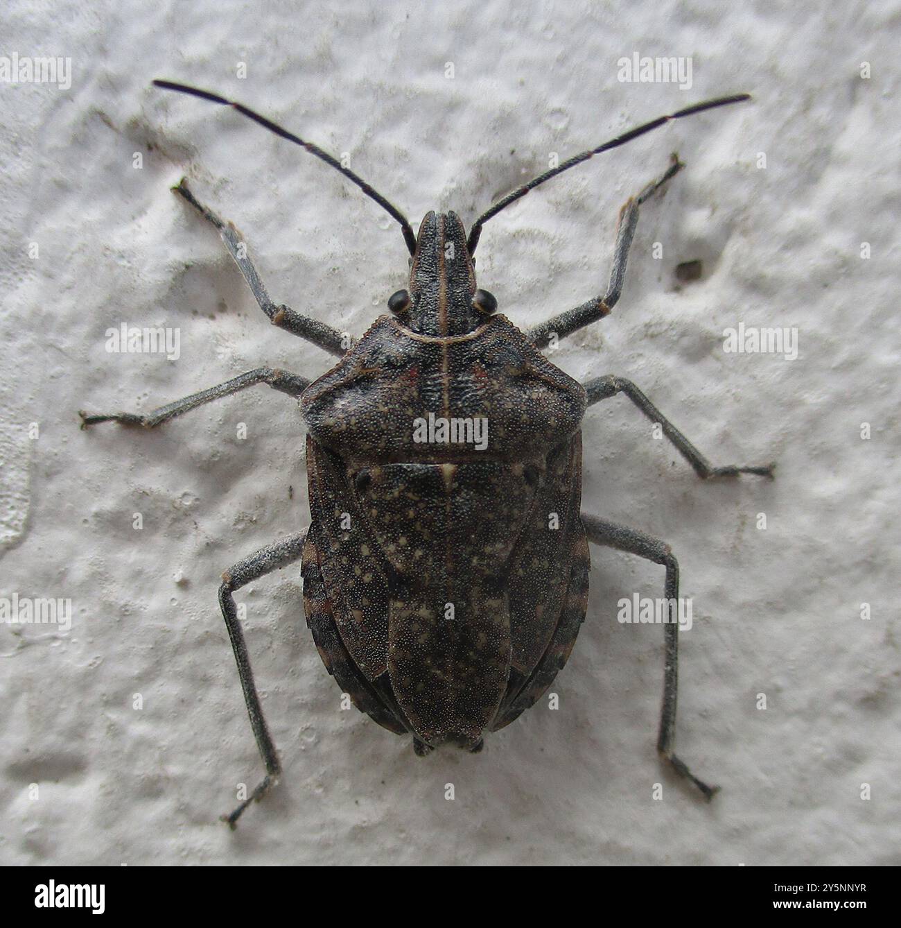 (Peltasticus punctatus) Insecta Stock Photo - Alamy