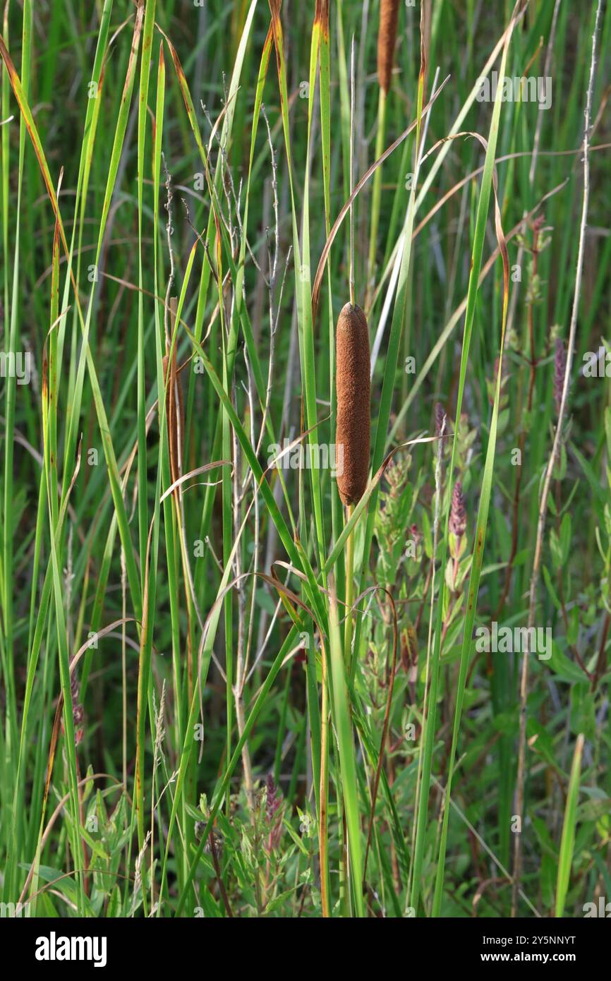 narrow-leaved cattail (Typha angustifolia) Plantae Stock Photo - Alamy