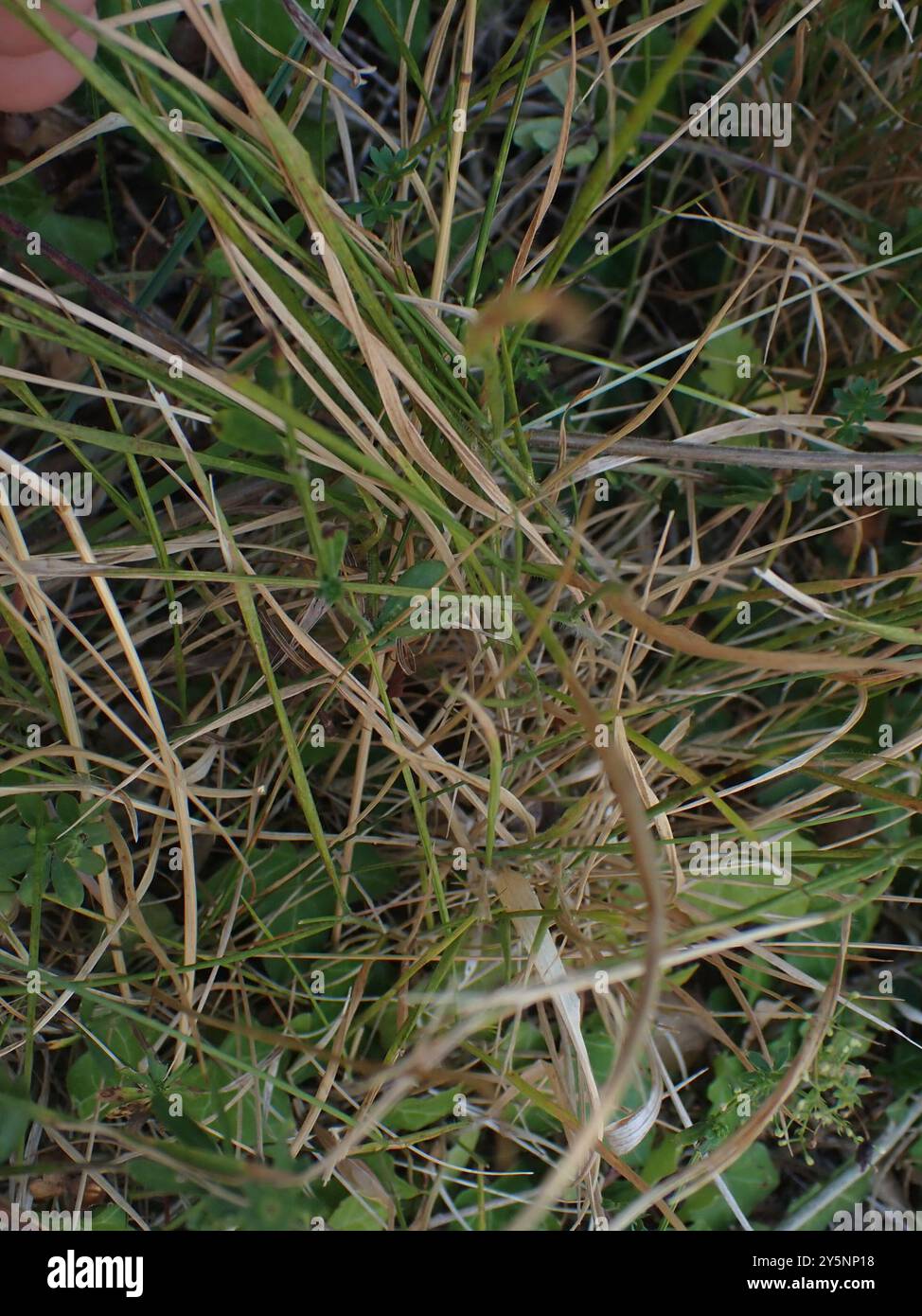Upright Brome (Bromus erectus) Plantae Stock Photo - Alamy