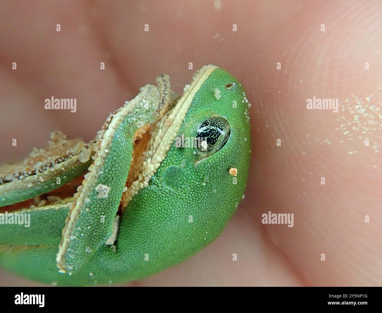 Southern Orange-legged Leaf Frog (Pithecopus azureus) Amphibia Stock ...
