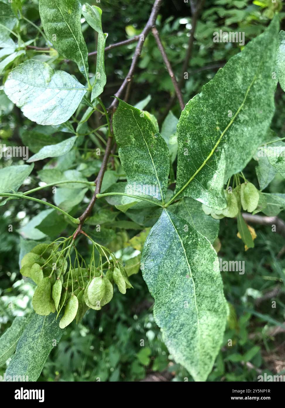 common hoptree (Ptelea trifoliata) Plantae Stock Photo - Alamy