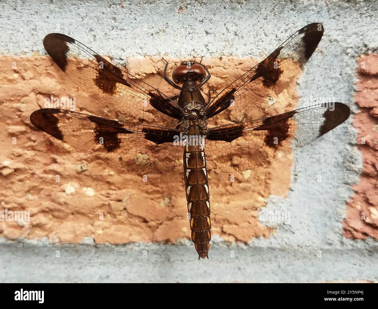 Common Whitetail (Plathemis lydia) Insecta Stock Photo - Alamy