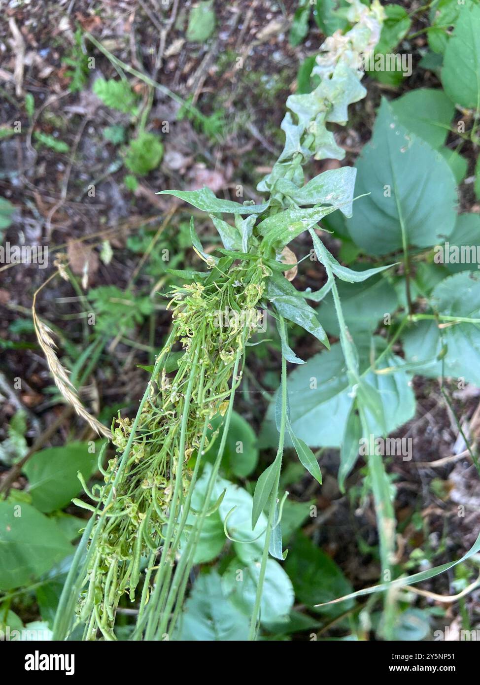 Tower Mustard (Turritis glabra) Plantae Stock Photo - Alamy