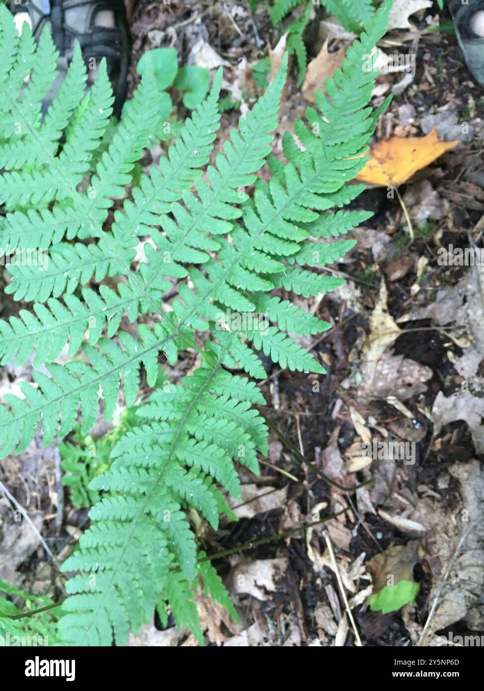 broad beech fern (Phegopteris hexagonoptera) Plantae Stock Photo - Alamy