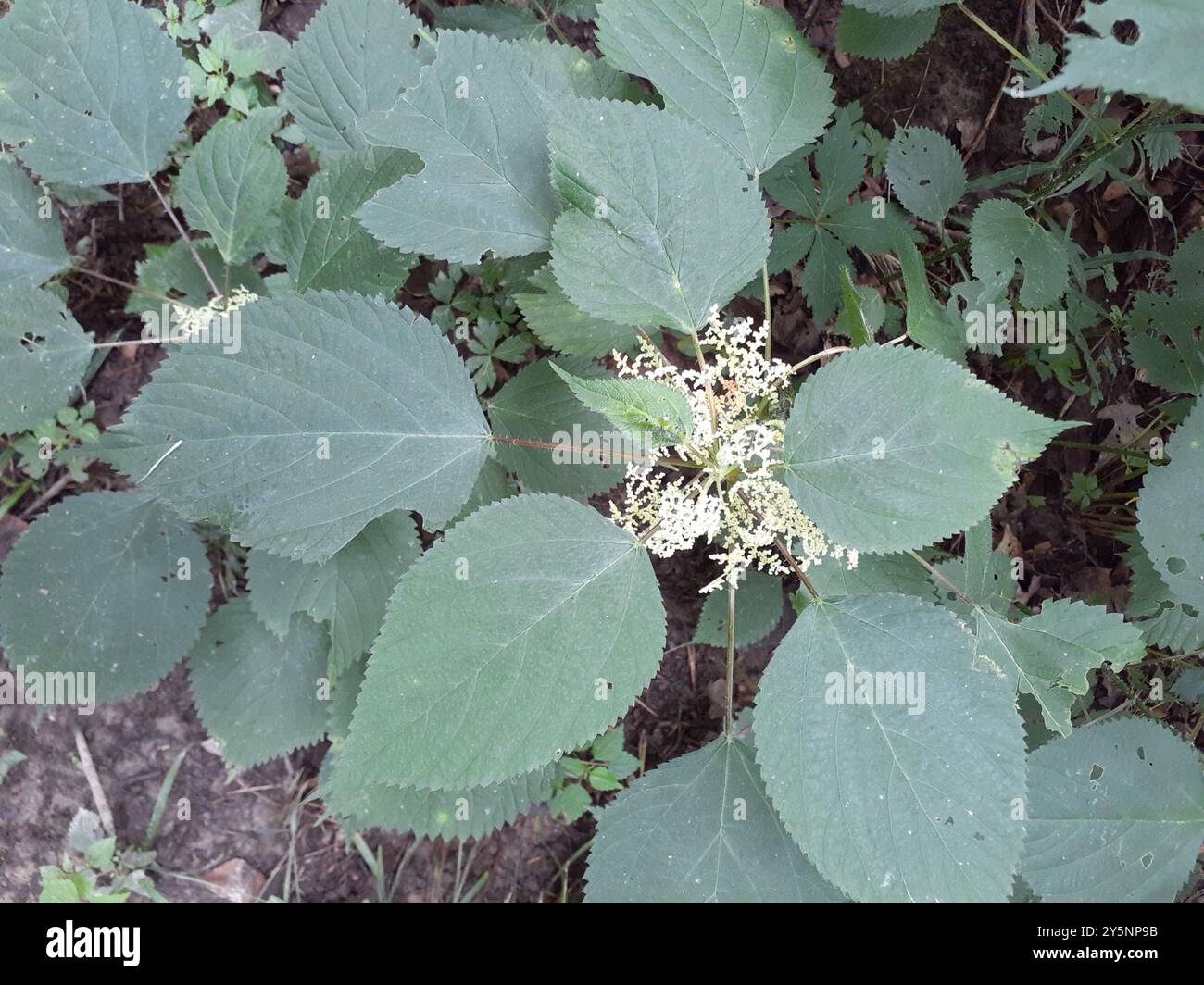 wood nettle (Laportea canadensis) Plantae Stock Photo - Alamy