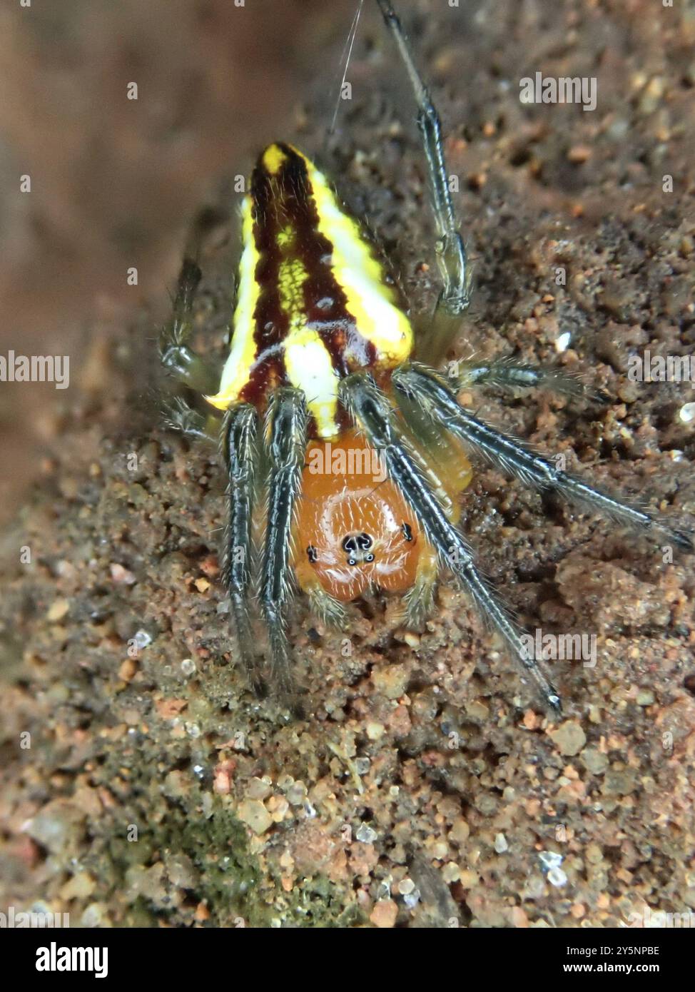 Alpaida bicornuta hi-res stock photography and images - Alamy