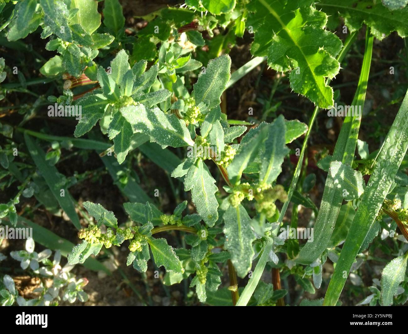 oak-leaved goosefoot (Oxybasis glauca) Plantae Stock Photo - Alamy