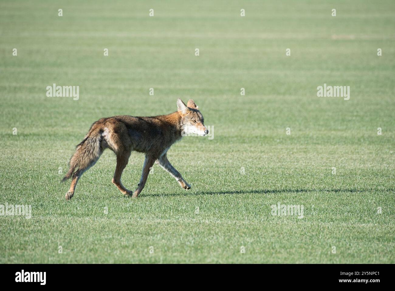 Coyote (Canis latrans) Mammalia Stock Photo - Alamy