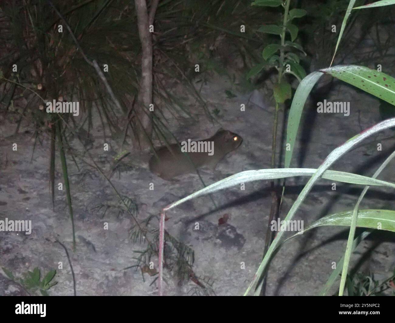 Yellow toothed cavy hi-res stock photography and images - Alamy
