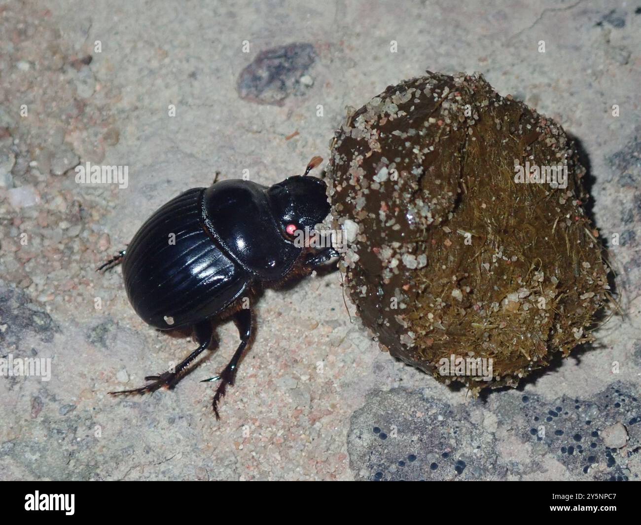 Dung Beetles (Scarabaeinae) Insecta Stock Photo - Alamy