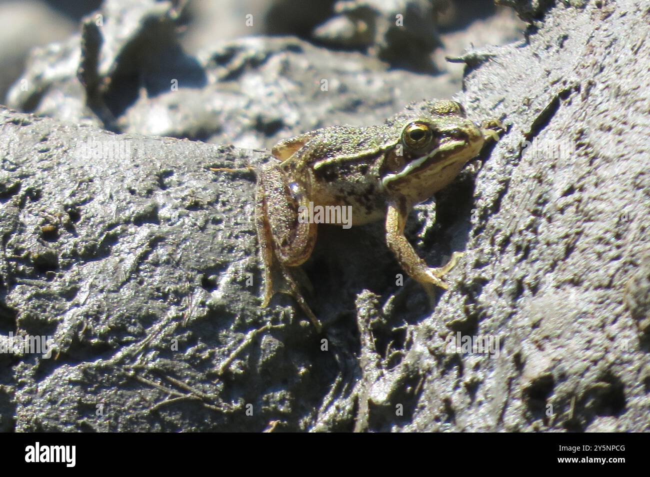 Water Frogs (Pelophylax) Amphibia Stock Photo - Alamy