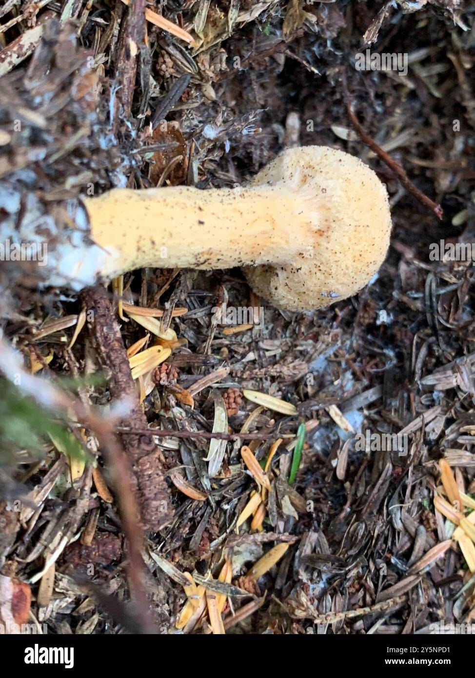 Woolly Pine Spike (Chroogomphus tomentosus) Fungi Stock Photo - Alamy