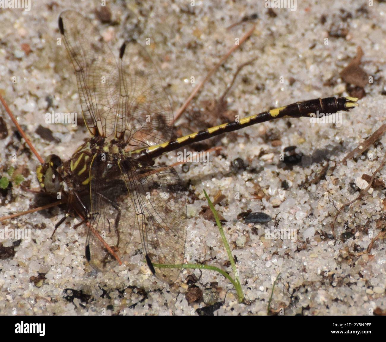 Common Sanddragon (Progomphus obscurus) Insecta Stock Photo - Alamy