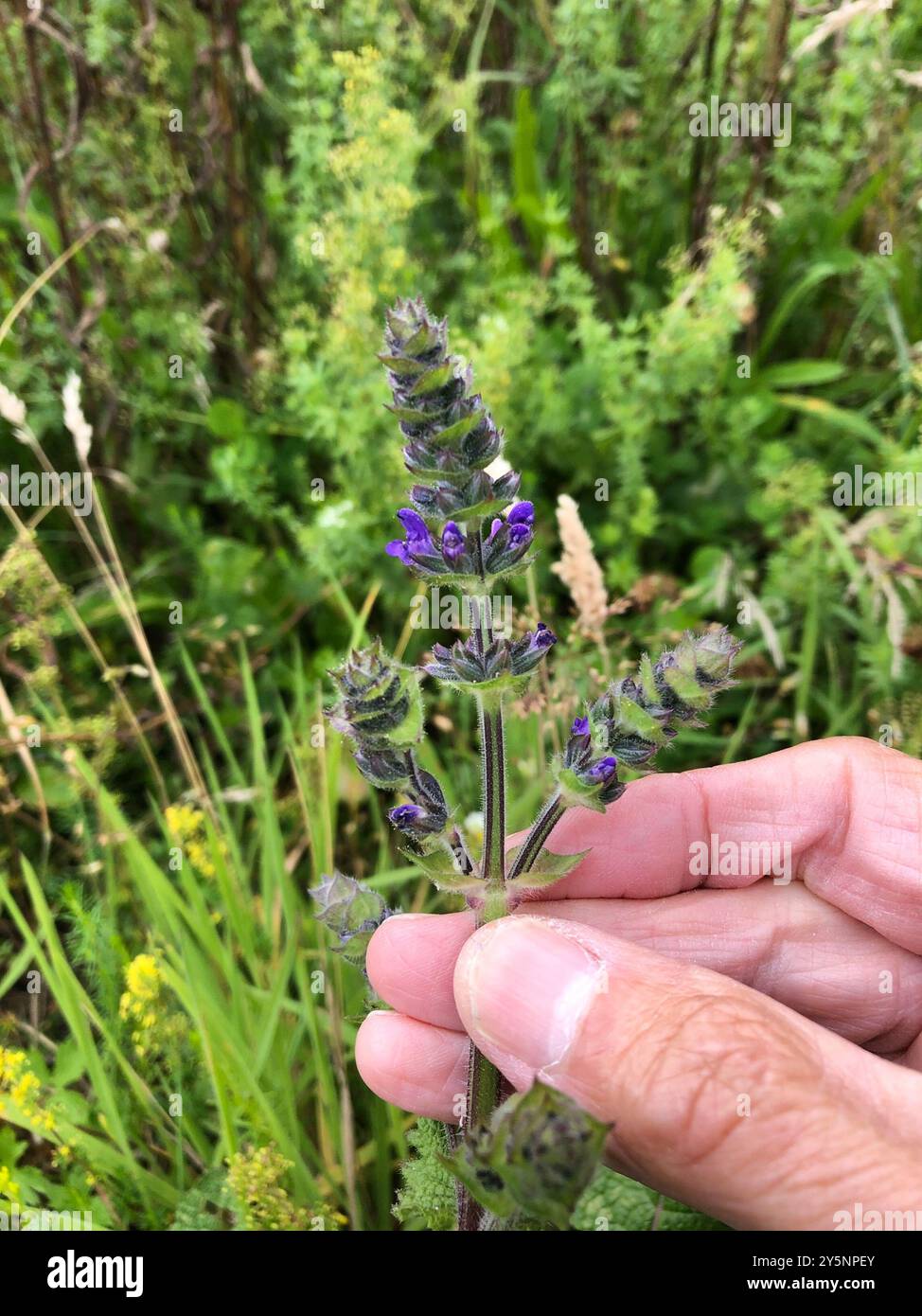 wild clary (Salvia verbenaca) Plantae Stock Photo - Alamy