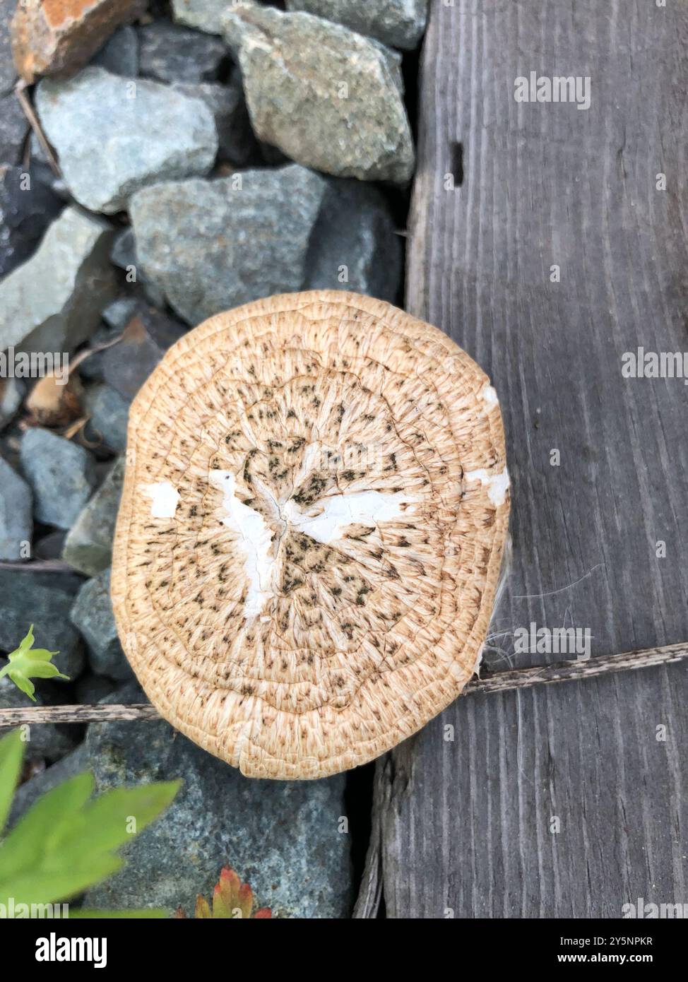 Trainwrecker (Neolentinus lepideus) Fungi Stock Photo - Alamy