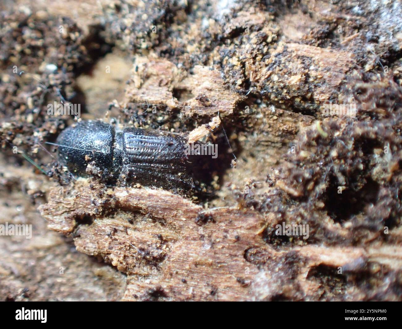 Engraver Beetles (Ips) Insecta Stock Photo - Alamy