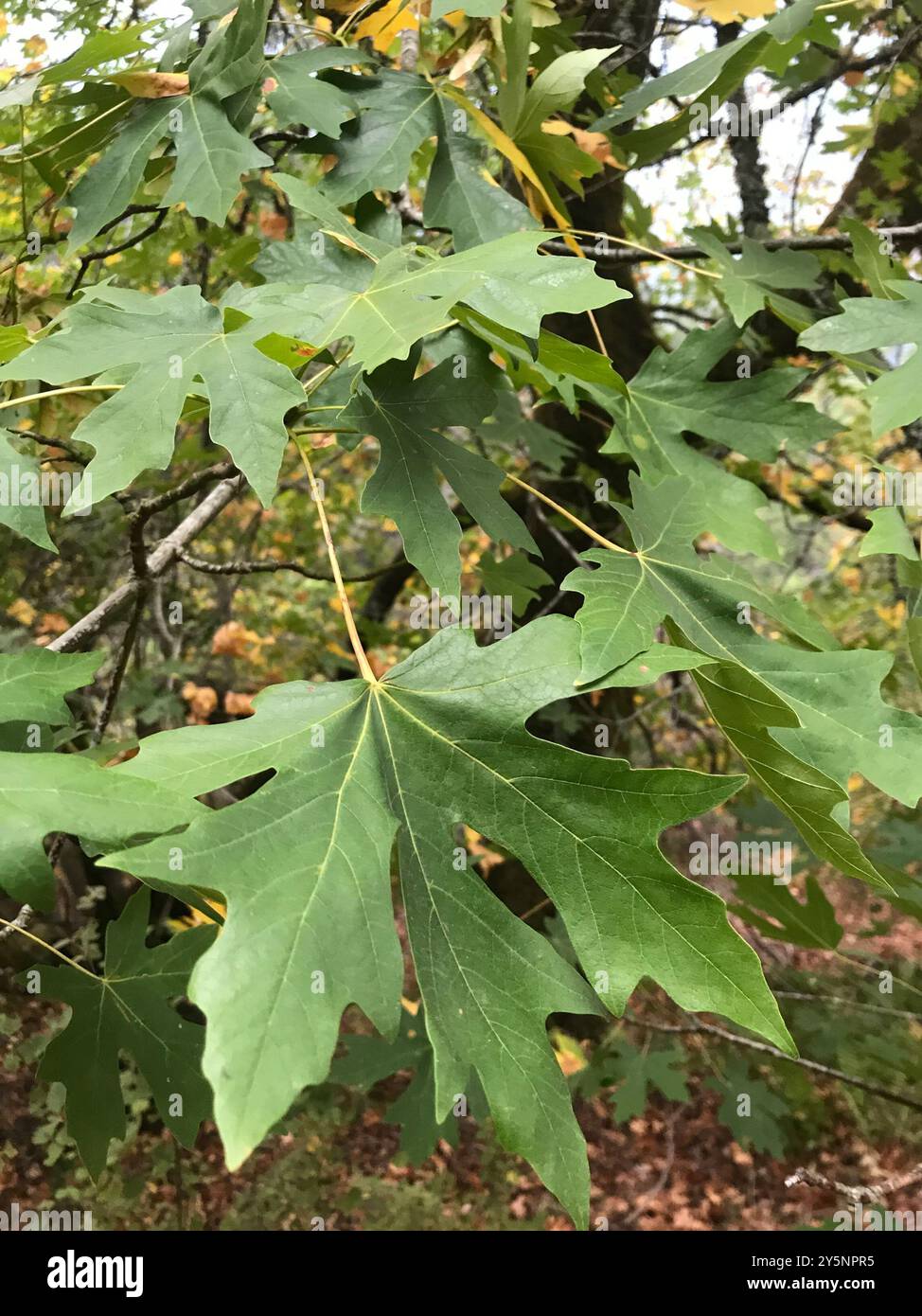 bigleaf maple (Acer macrophyllum) Plantae Stock Photo - Alamy