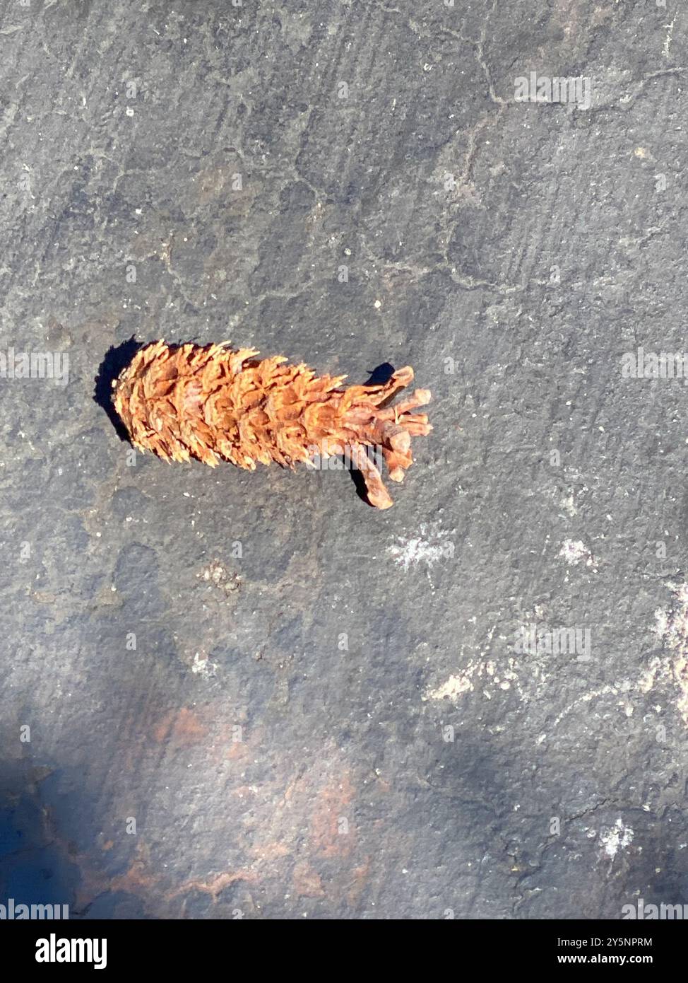 conifers (Pinales) Plantae Stock Photo - Alamy