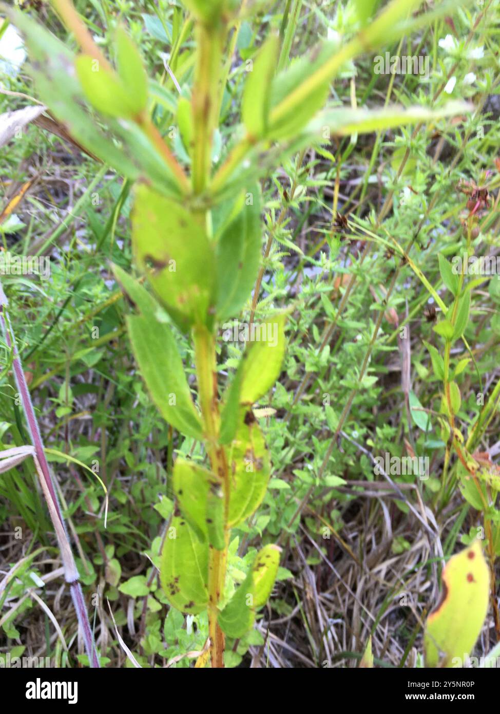 Virginia meadowbeauty (Rhexia virginica) Plantae Stock Photo - Alamy
