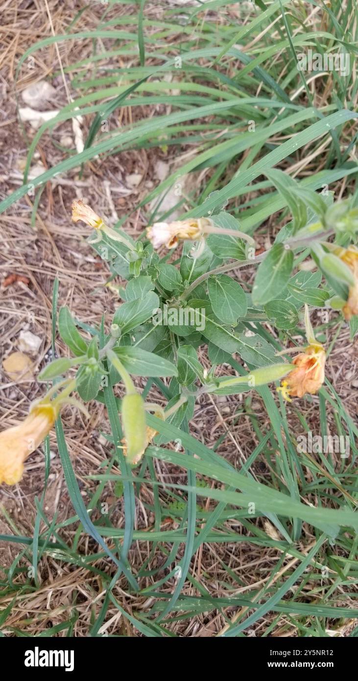 tall evening primrose (Oenothera elata) Plantae Stock Photo - Alamy