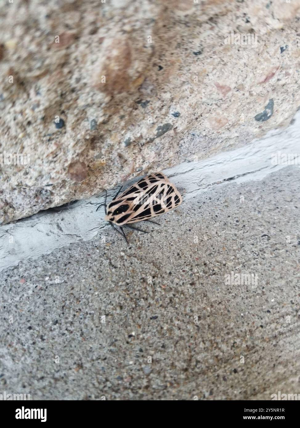 Parthenice Tiger Moth (Apantesis parthenice) Insecta Stock Photo - Alamy