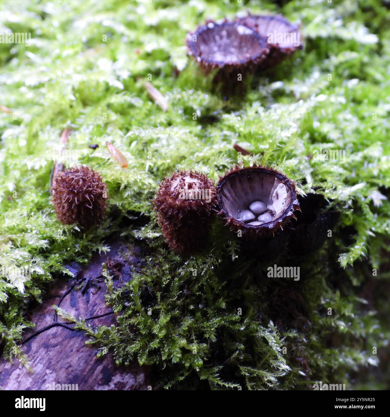 fluted bird's nest fungus (Cyathus striatus) Fungi Stock Photo - Alamy