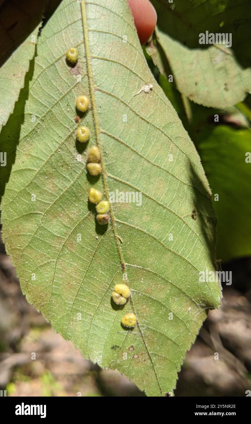 Hickory Placenta Gall Midge (Caryomyia thompsoni) Insecta Stock Photo ...