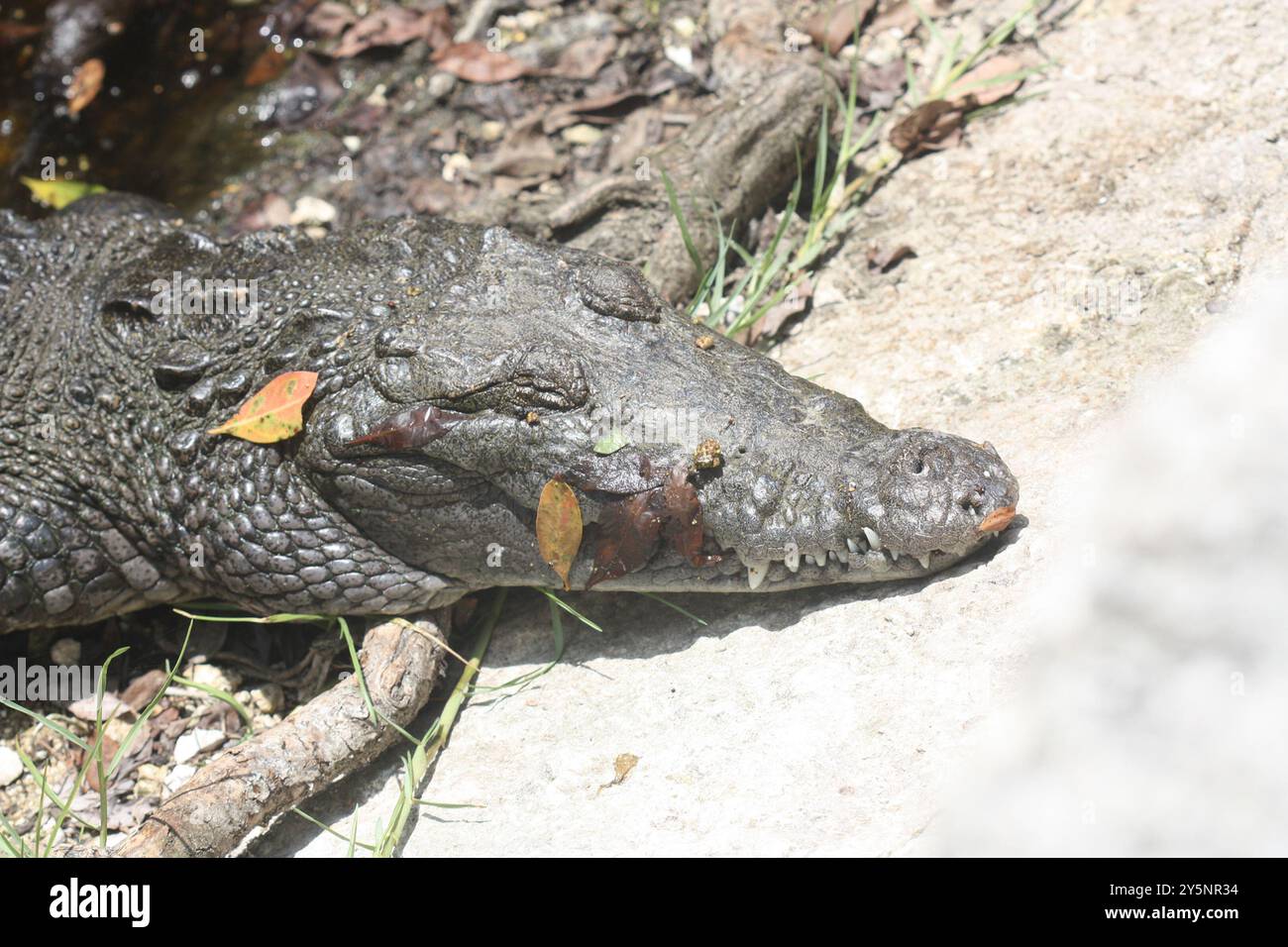 Morelet's Crocodile (Crocodylus moreletii) Reptilia Stock Photo - Alamy