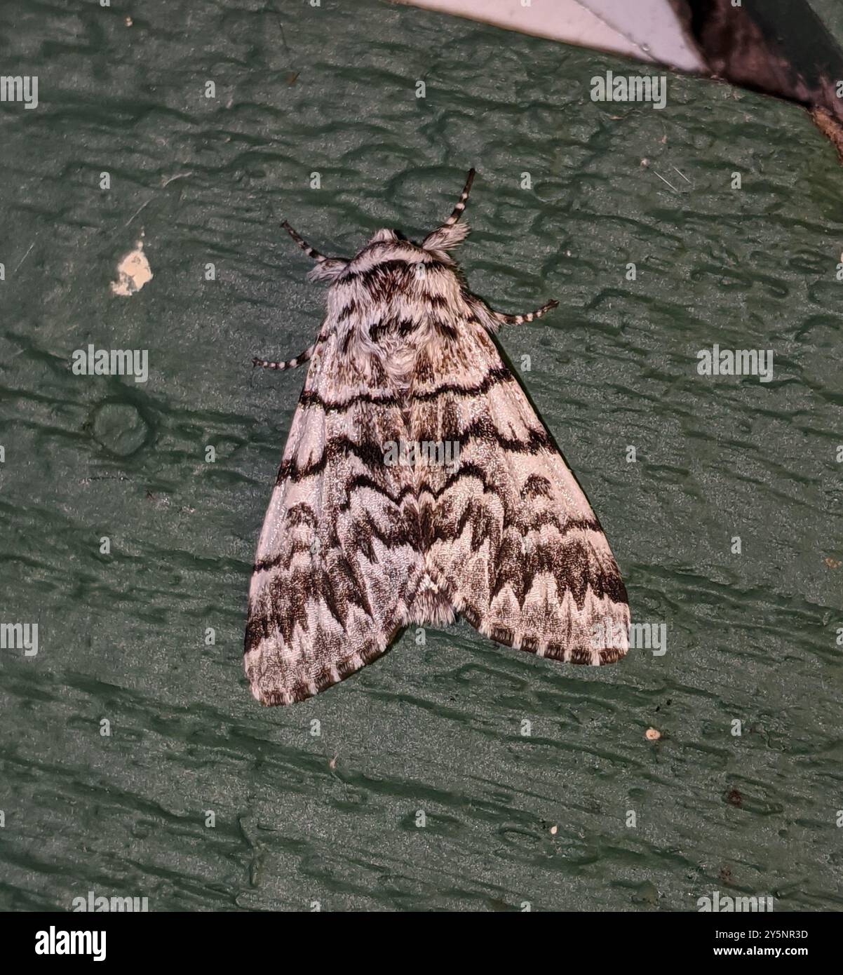 Western Panthea Moth (Panthea virginarius) Insecta Stock Photo - Alamy