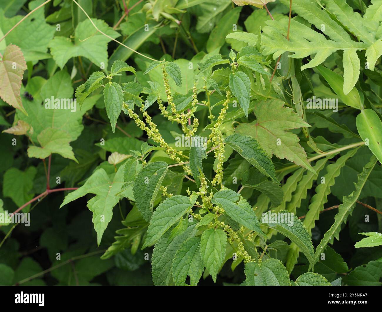 false nettle (Boehmeria cylindrica) Plantae Stock Photo - Alamy