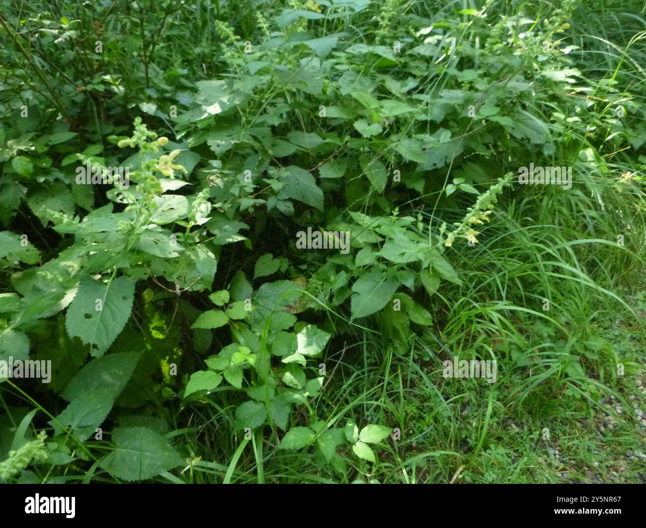 Sticky Sage (Salvia glutinosa) Plantae Stock Photo - Alamy