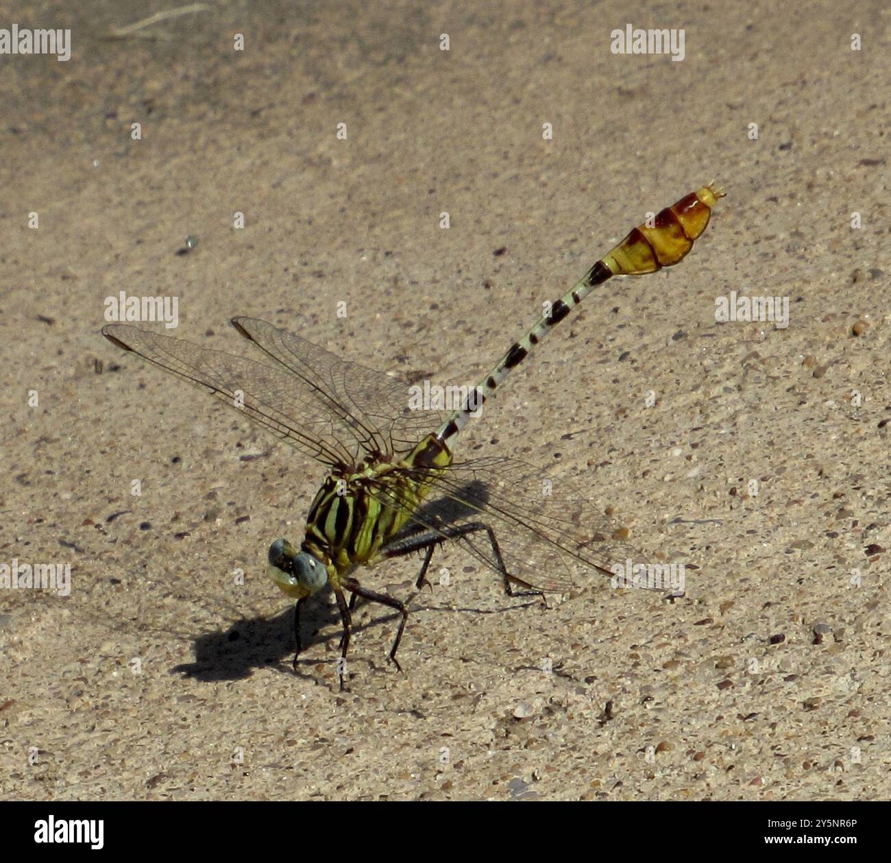 Flag-tailed Spinyleg (Dromogomphus spoliatus) Insecta Stock Photo - Alamy
