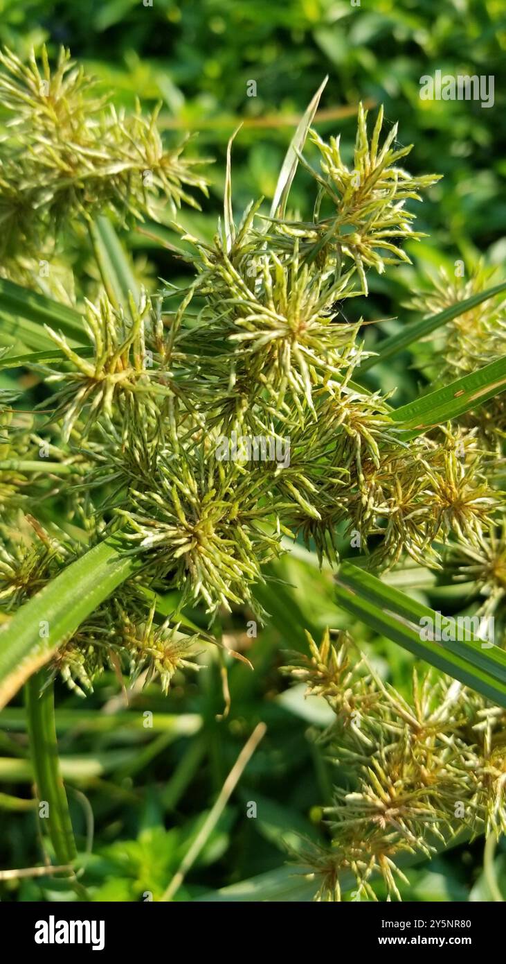Fragrant flatsedge (Cyperus odoratus) Plantae Stock Photo - Alamy