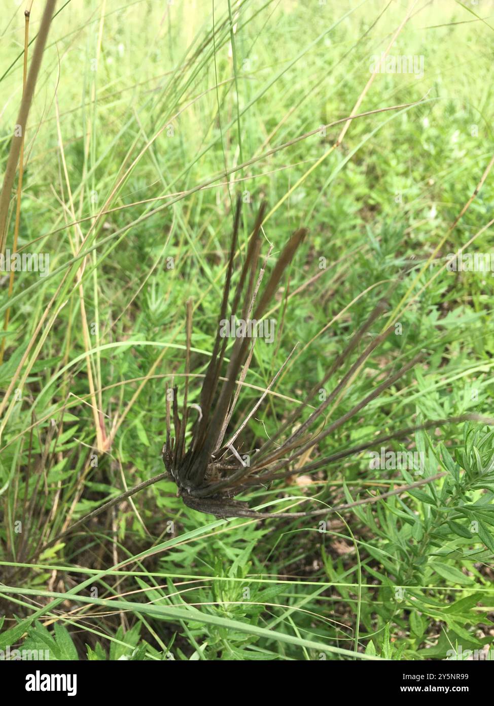 African love grass (Eragrostis curvula) Plantae Stock Photo - Alamy