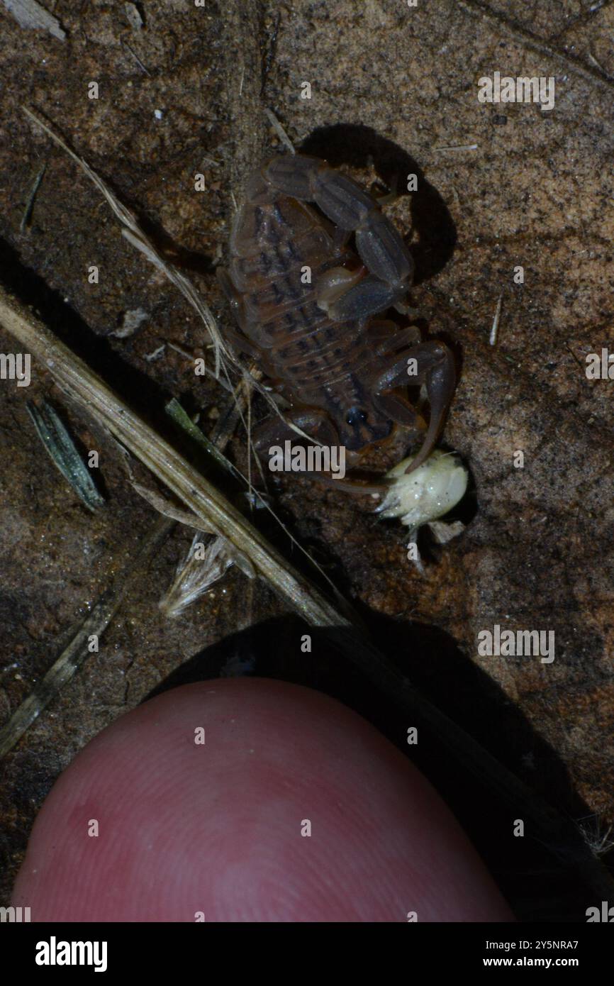 Eastern Nomad Scorpion (Hottentotta trilineatus) Arachnida Stock Photo ...