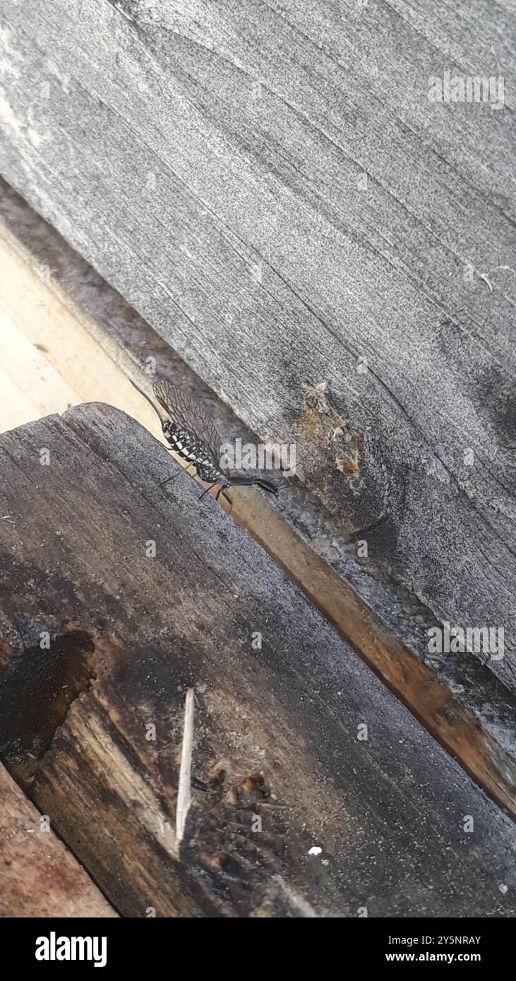 Raphidiid Snakeflies (Raphidiidae) Insecta Stock Photo - Alamy