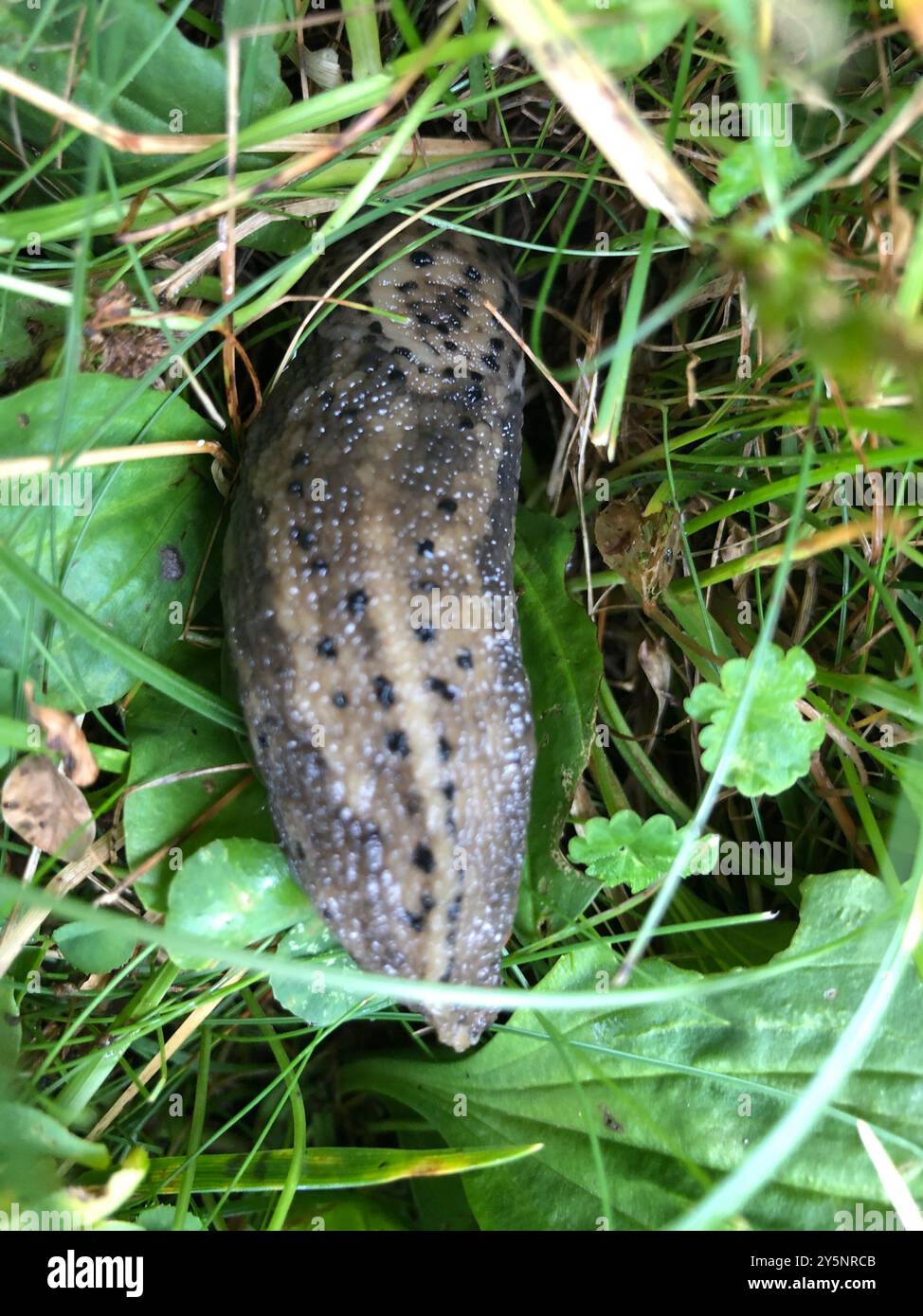 Leopard Slug (Limax maximus) Mollusca Stock Photo - Alamy