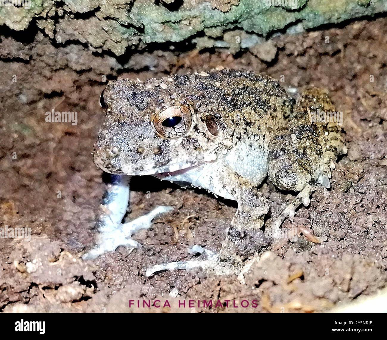 Common Big-headed Frog (Oreobates quixensis) Amphibia Stock Photo - Alamy