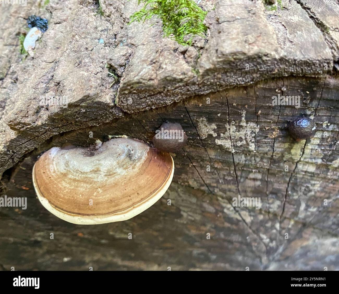artist's bracket (Ganoderma applanatum) Fungi Stock Photo - Alamy