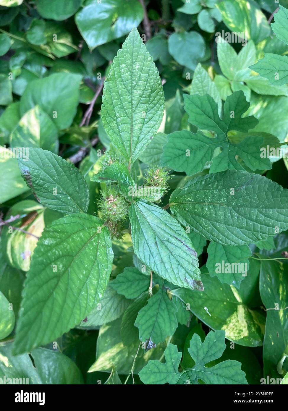 Field Copperleaf (Acalypha arvensis) Plantae Stock Photo - Alamy