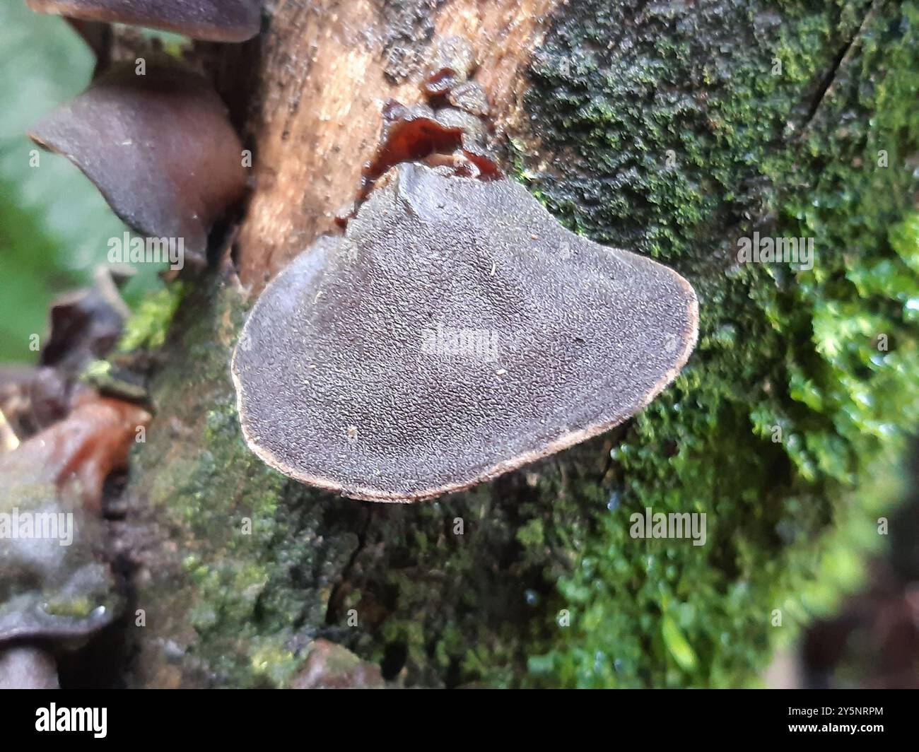 Ear fungus (Auricularia cornea) Fungi Stock Photo - Alamy