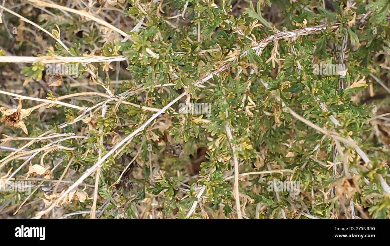 Apache plume (Fallugia paradoxa) Plantae Stock Photo - Alamy