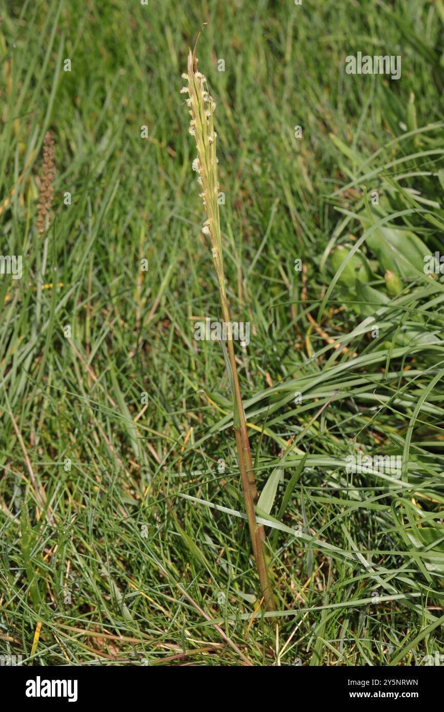 common cordgrass (Sporobolus anglicus) Plantae Stock Photo - Alamy