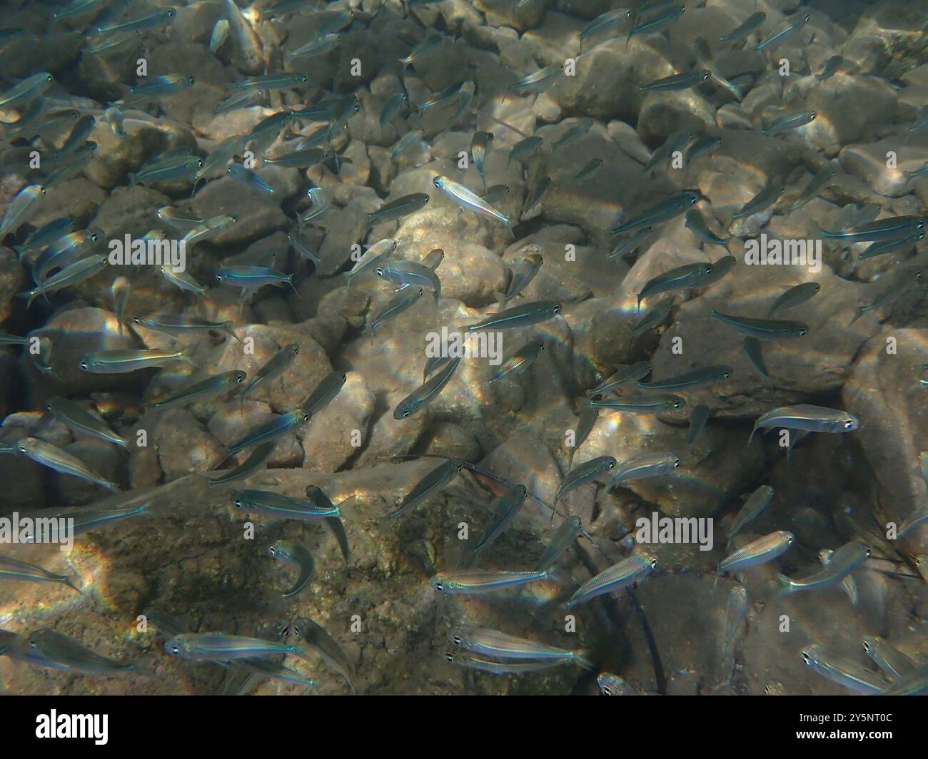Red Sea hardyhead silverside (Atherinomorus forskalii) Actinopterygii ...
