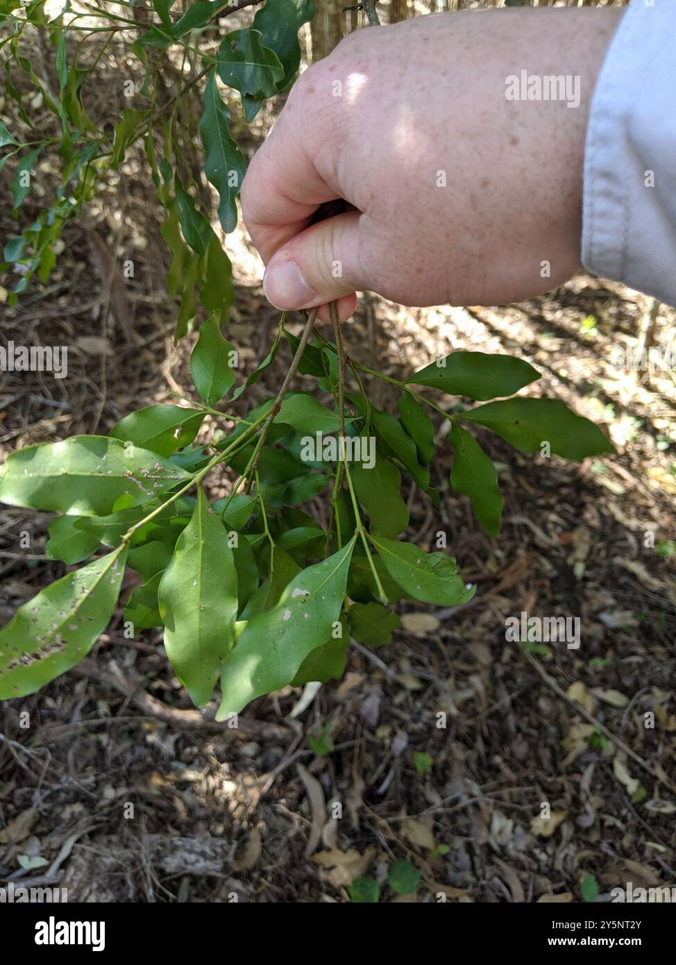 brush teak (Toechima tenax) Plantae Stock Photo - Alamy