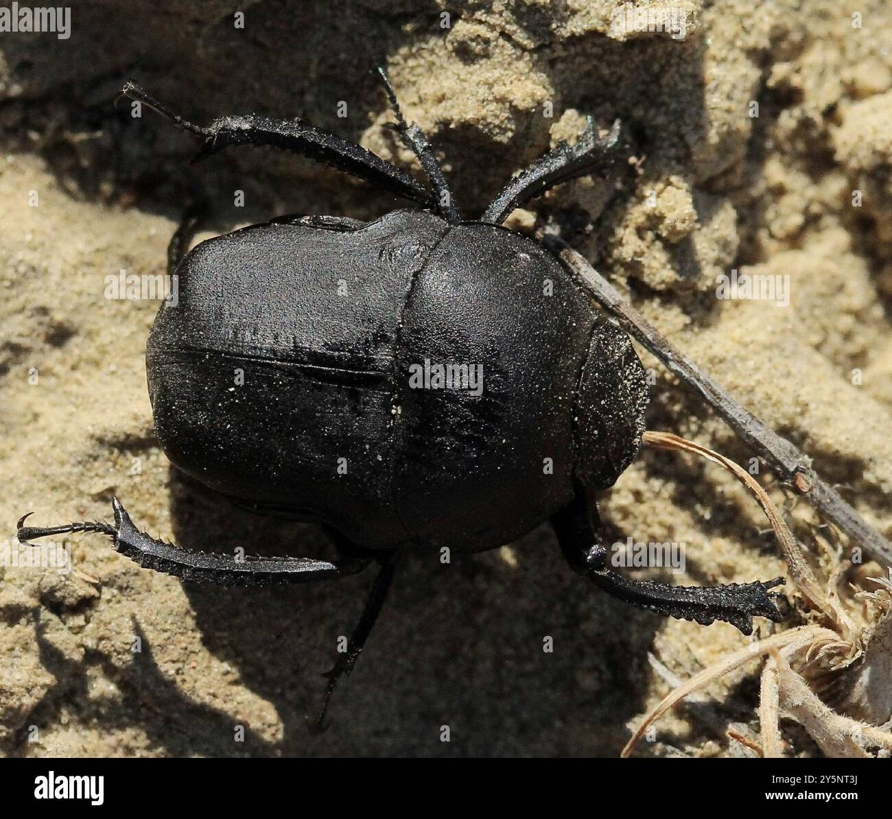 Gymnopleurus mopsus hi-res stock photography and images - Alamy