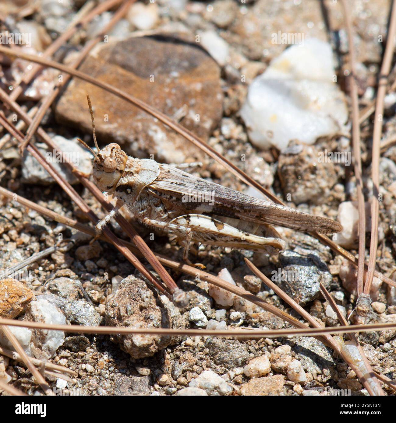 Slender Digging Grasshopper (Acrotylus patruelis) Insecta Stock Photo ...