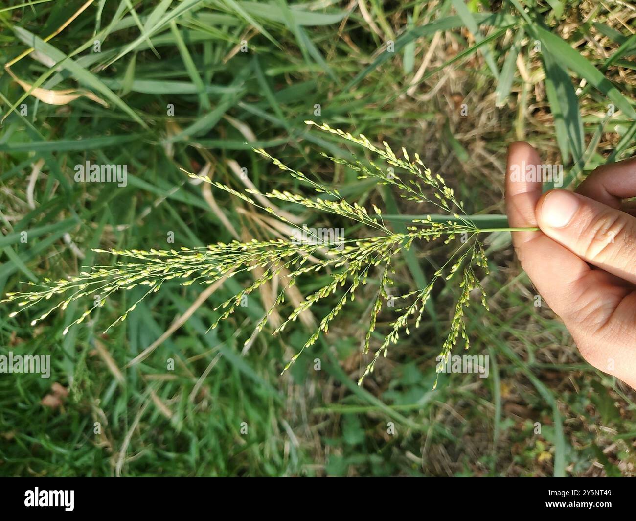 guinea grass (Megathyrsus maximus) Plantae Stock Photo - Alamy