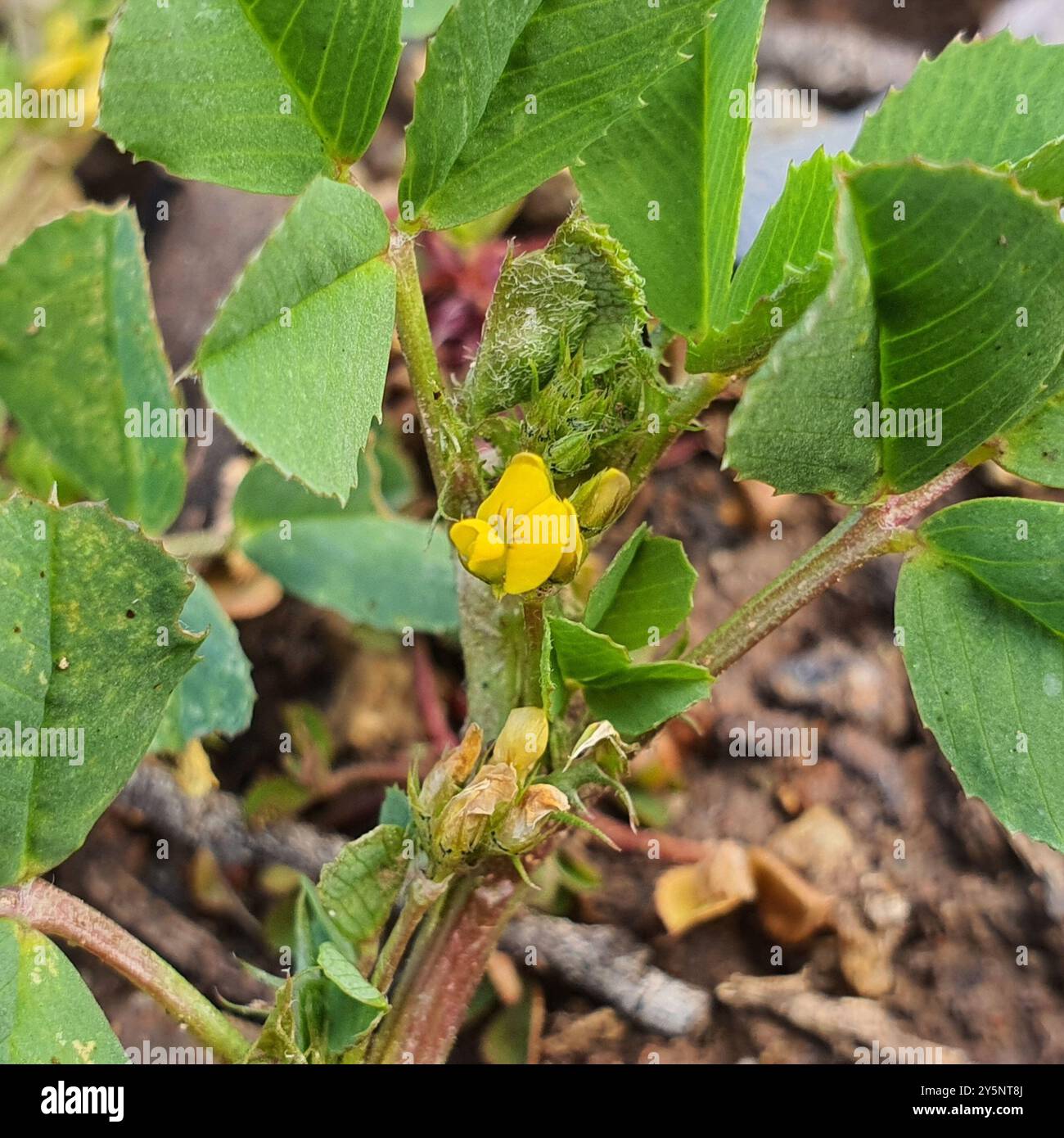 bur clover (Medicago polymorpha) Plantae Stock Photo - Alamy