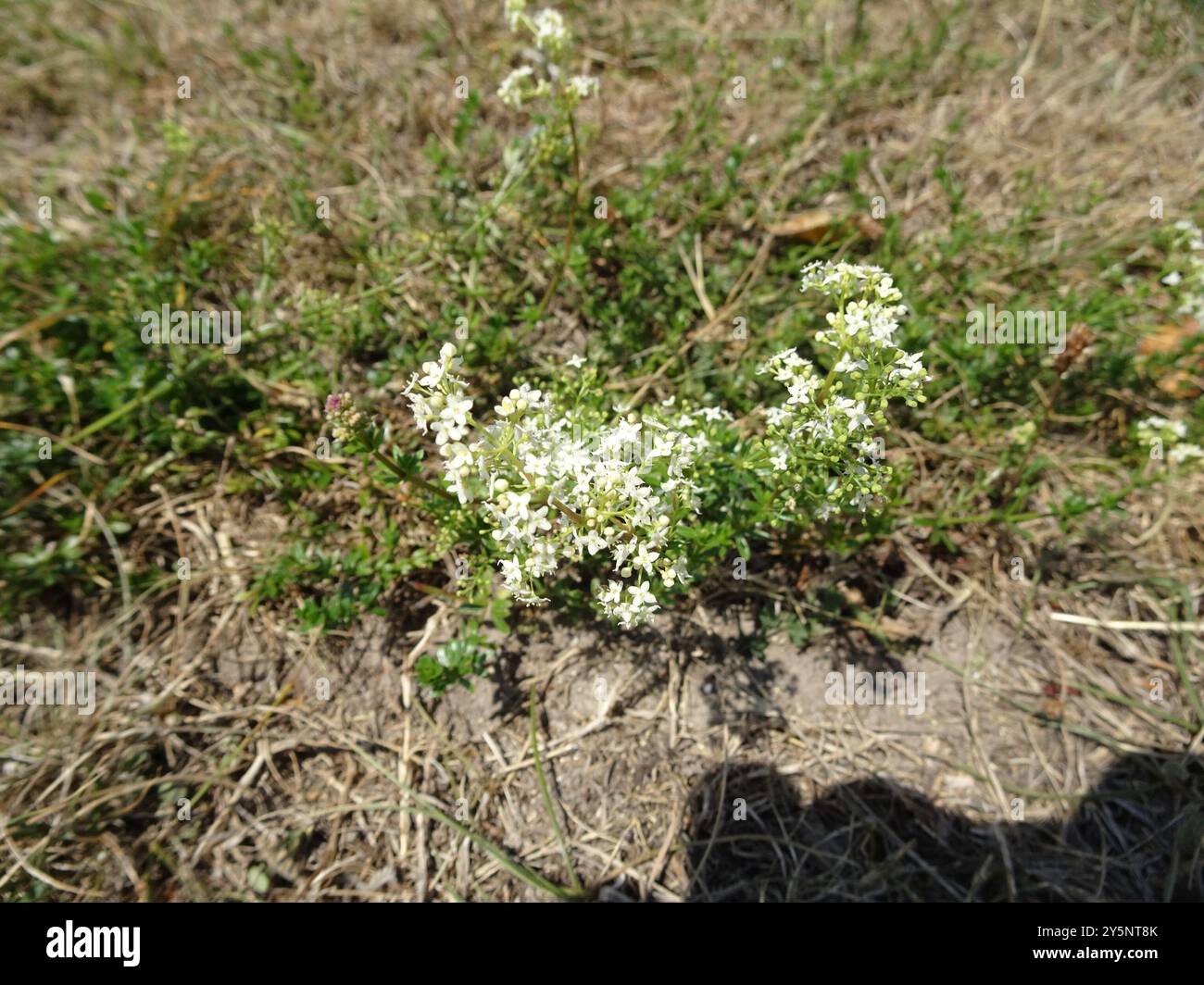 white bedstraw (Galium album) Plantae Stock Photo - Alamy